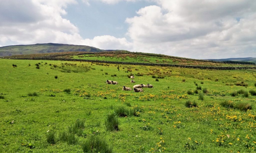 Sunderland Bridge and the Weardale Way walk guide - Walking North England