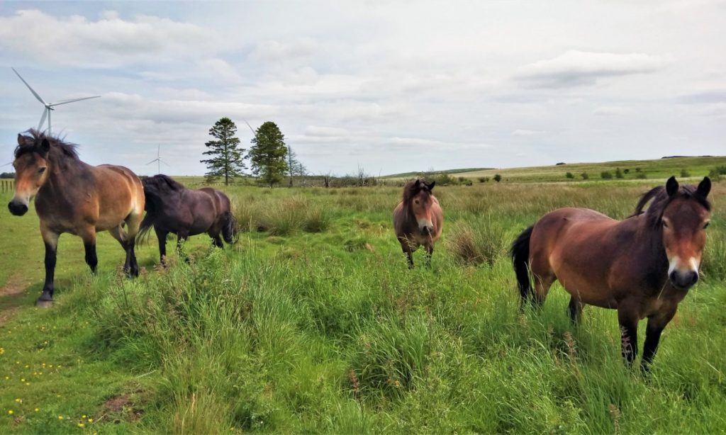 Sunderland Bridge and the Weardale Way walk guide