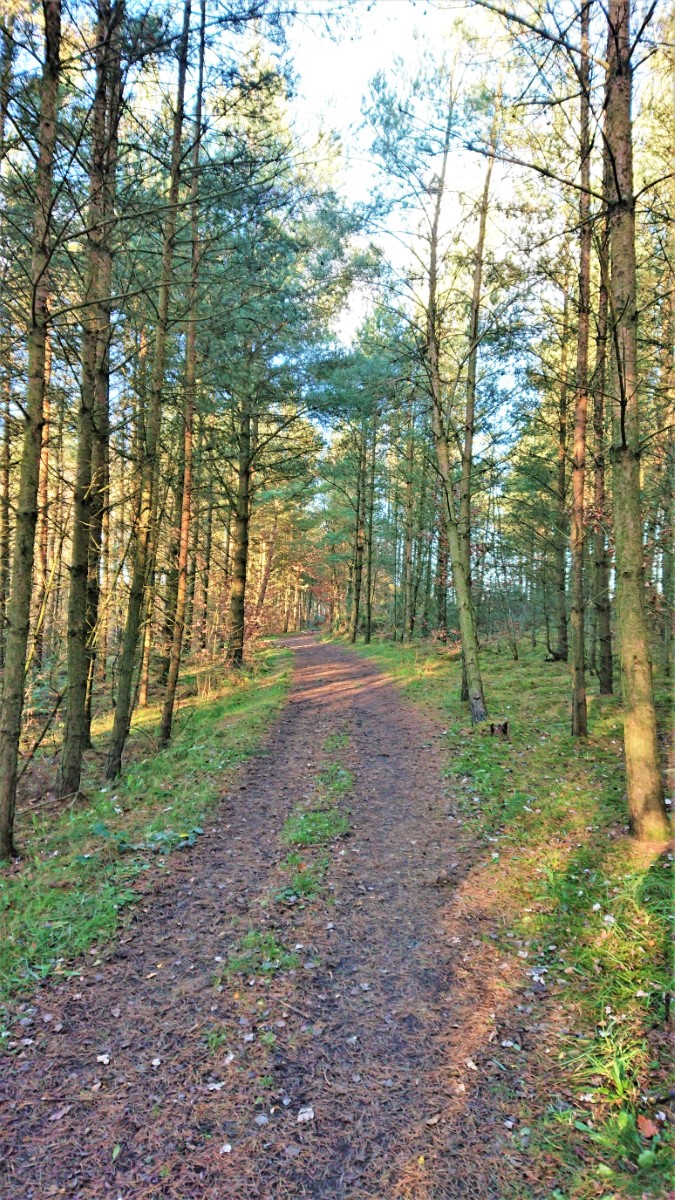 Sunderland Bridge and the Weardale Way walk guide